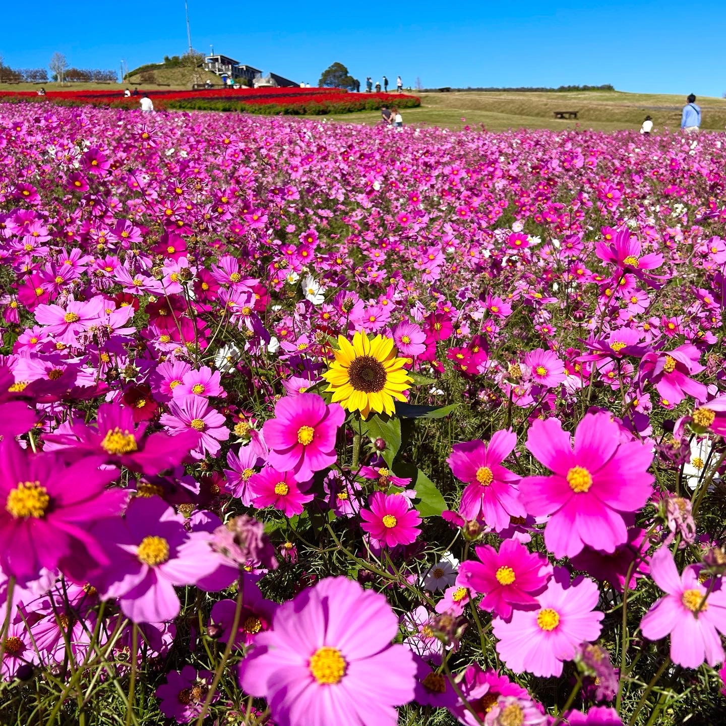 淡路島百景 | AWATRI【淡路島観光情報メディア】
